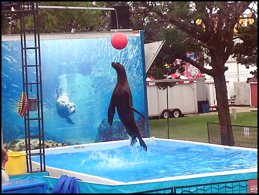 Sea Lion Splash Show
