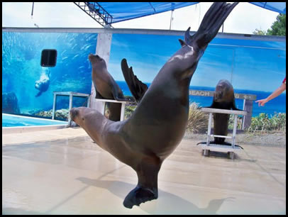 Sea Lion Splash Show