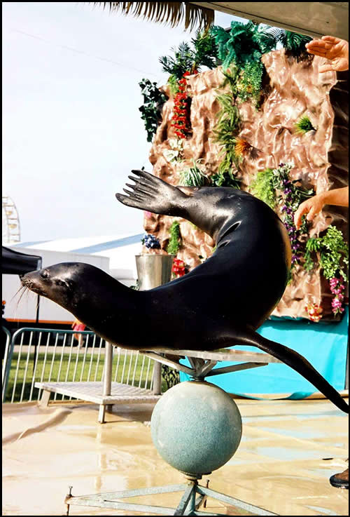 Sea Lion Splash Show
