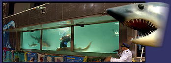 Live Shark References