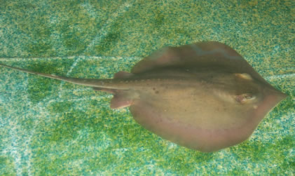 Stingray