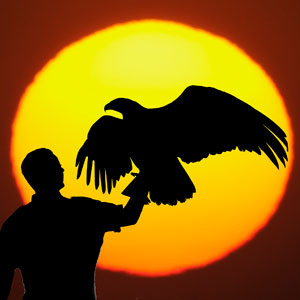 Extreme Raptors Show