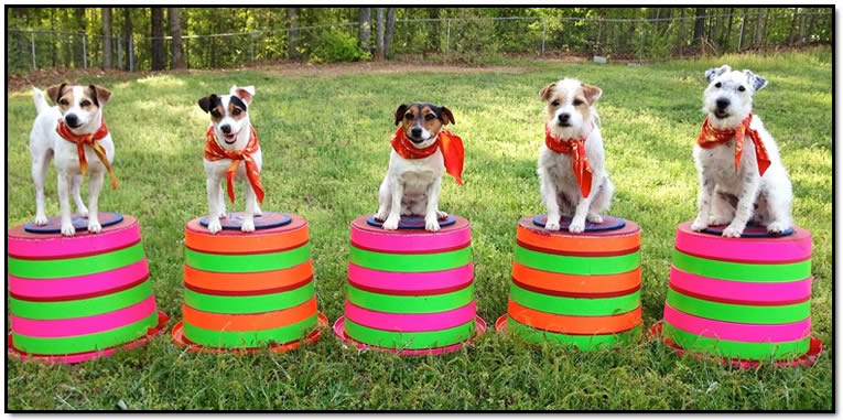 Panfilov's Performing Pets