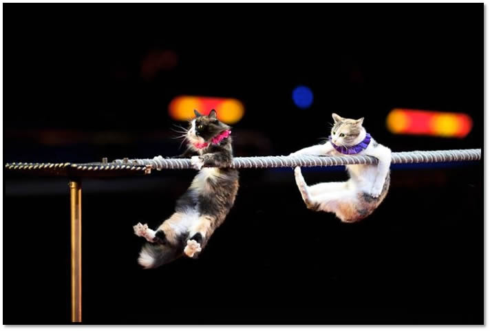 Panfilov's Performing Pets