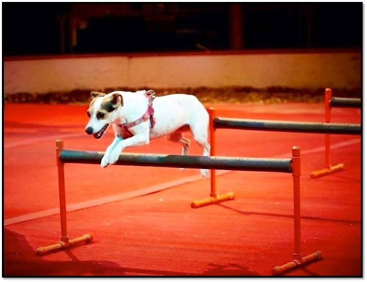 Panfilov's Performing Pets