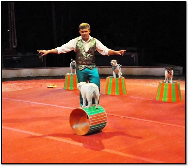 Panfilov's Performing Pets