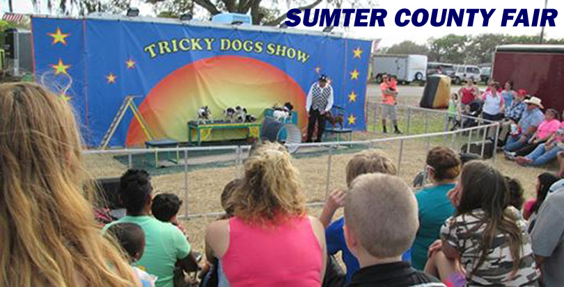 Tricky Dogs Show